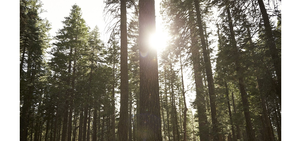 Intention and Attention: A Guide to Forest Bathing | Intention and ...
